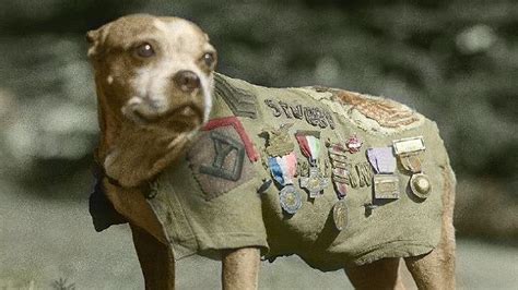 Five Dog Breeds That Served in World War I | Doughboy Foundation