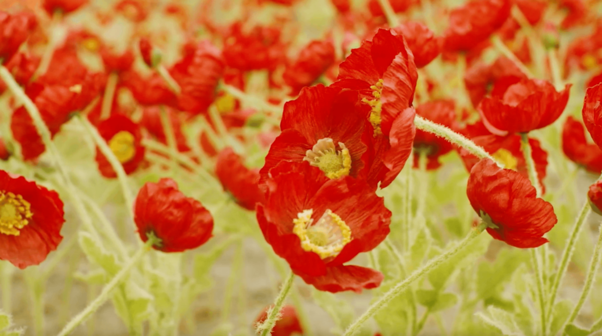The Poppy | Doughboy Foundation