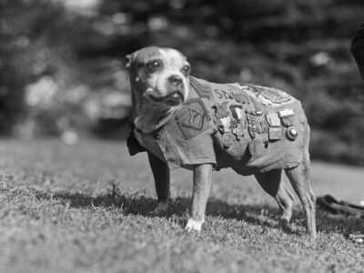 Sergeant Stubby: World War I’s Most Famous Dog | Doughboy Foundation